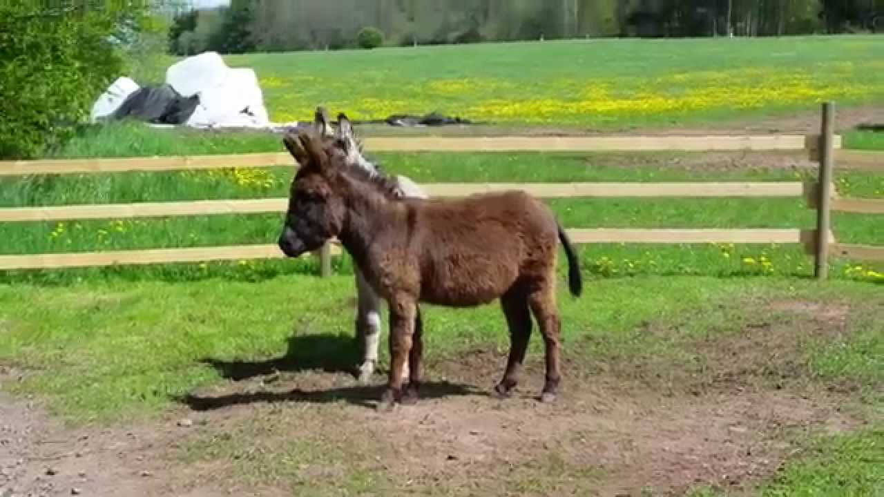 Die Esel Tommy und Titan nach ihrem ersten Ausflug - YouTube