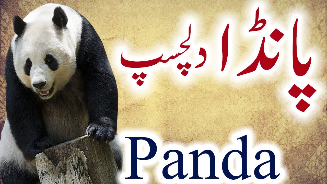 Panda Information In Urdu Hindi Panda History Panda Ki Kahani - YouTube