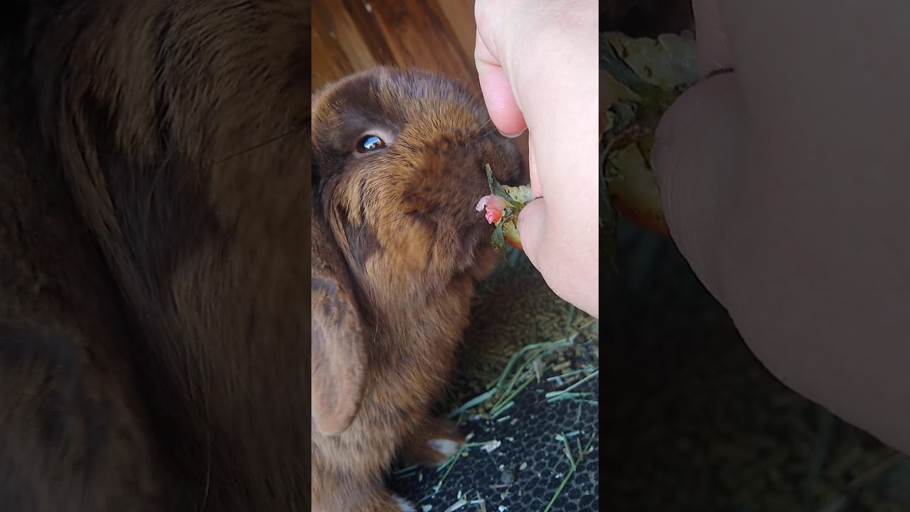Rabbits eating strawberries - YouTube