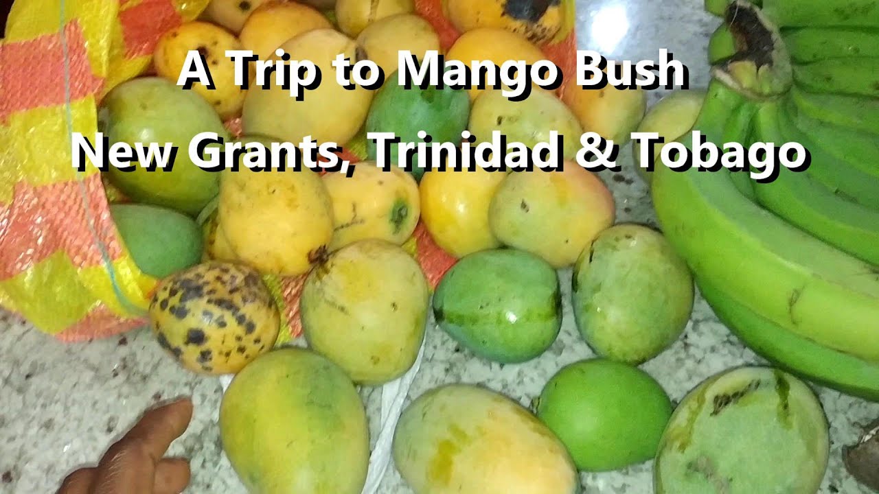 Trip to the Mango Bush in New Grant, Trinidad & Tobago🇹🇹| Picking up ...