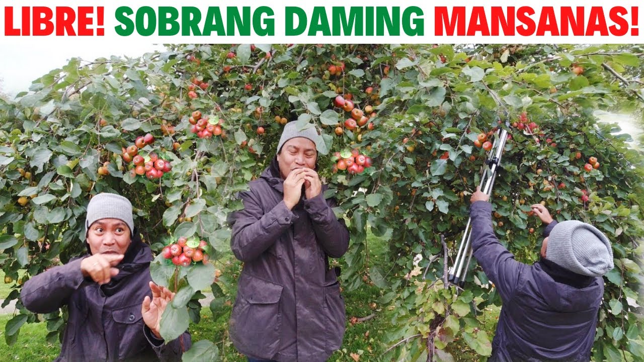LIBRE!!! SOBRANG DAMING MANSANAS AT MAPUPULA NA SA PARK!!! HARVESTING ...