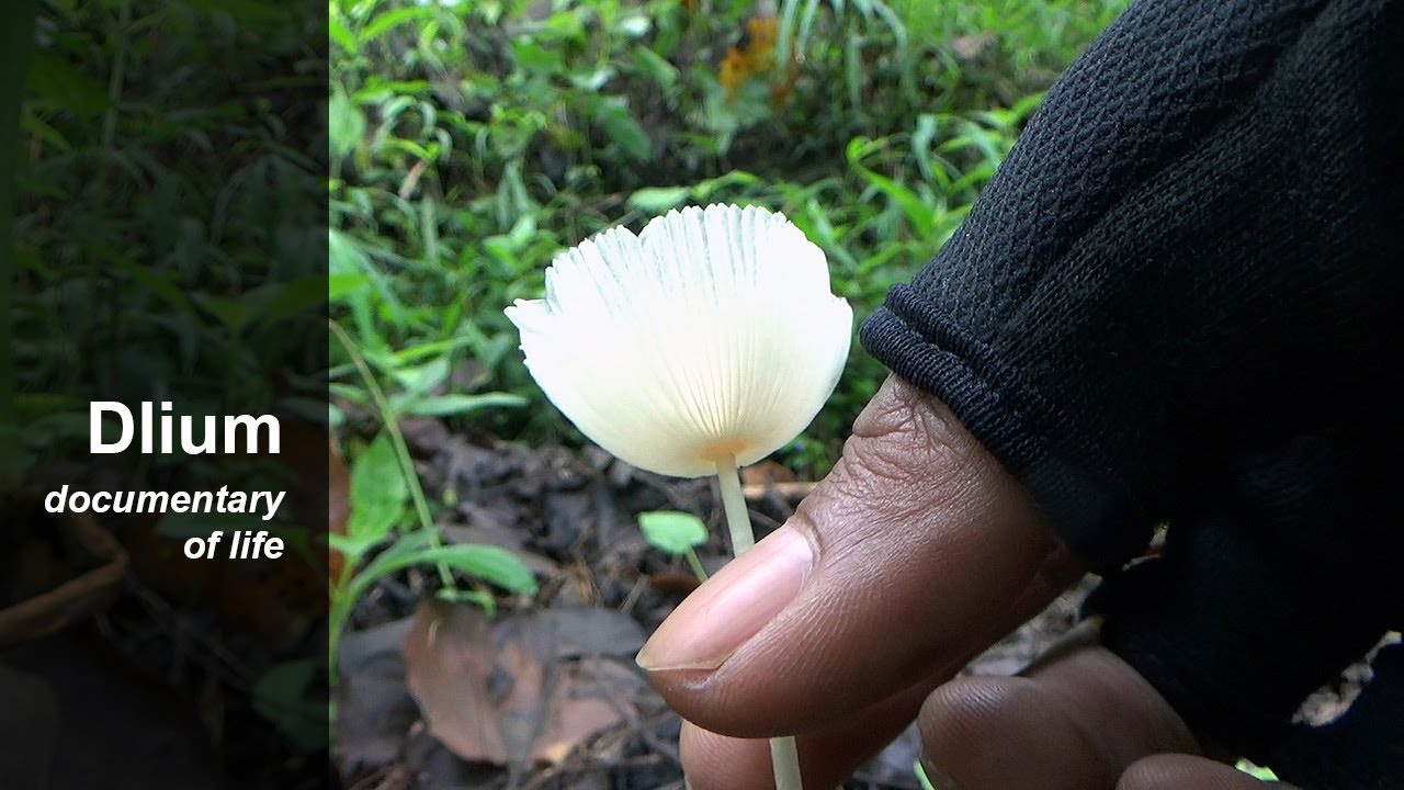 Fragile dapperling (Leucocoprinus fragilissimus) - YouTube