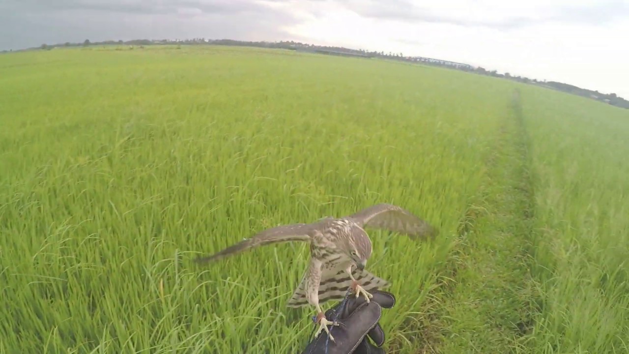 hunting with shikra - YouTube