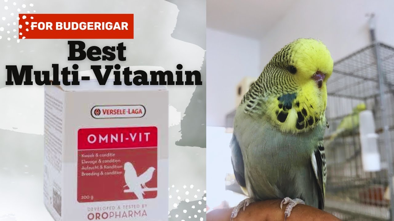 How to use Omni Vit for Birds || Best Multivitamin for Budgerigar - YouTube
