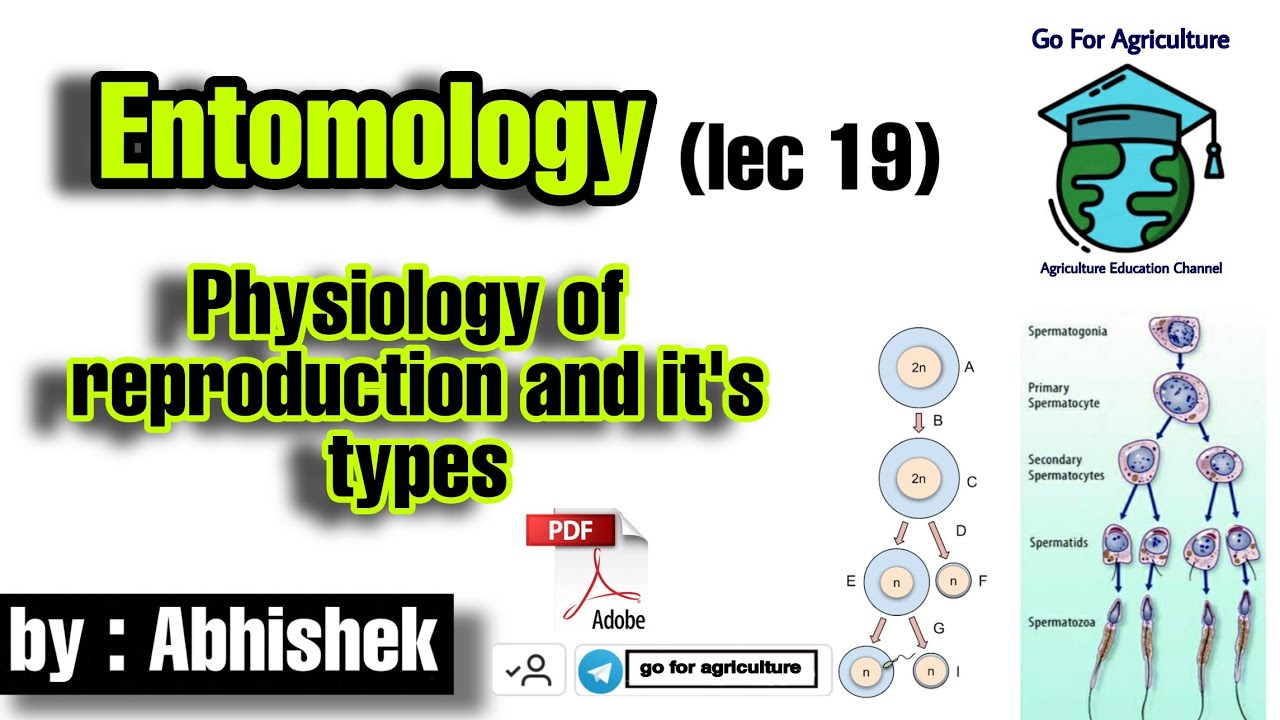 Spermatogenesis and Oogenesis • Types of reproduction in insects • Go ...