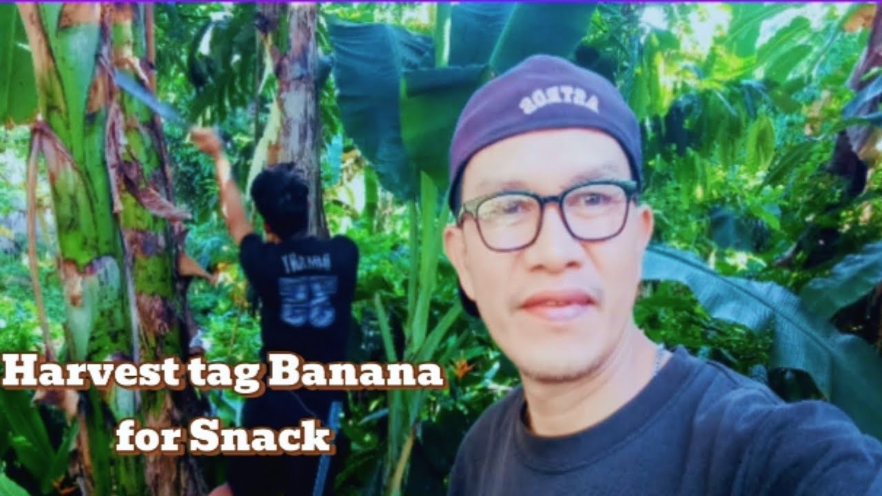 Manuba Tag Saging || For Snack || Banana Cardava || JFCTV - YouTube