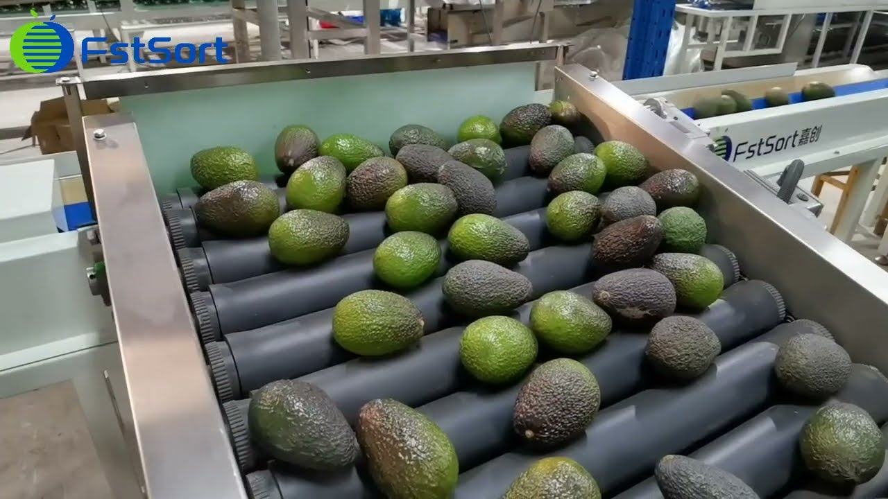 FstSort Rotary avocado grader,avocado grading machine - YouTube