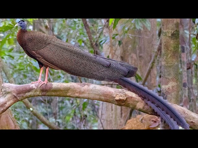 Argus Pheasant Display