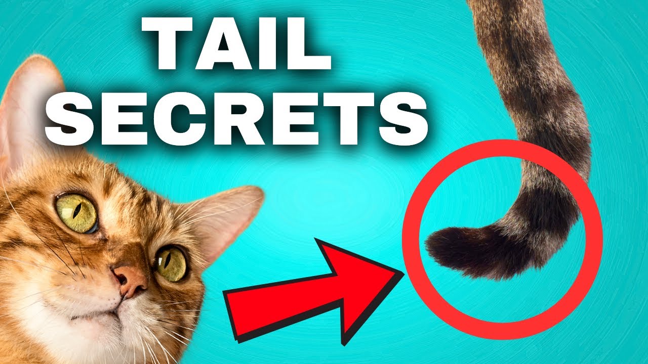Cat Tail Language 🐈 Decode Your Cat's Mood - YouTube