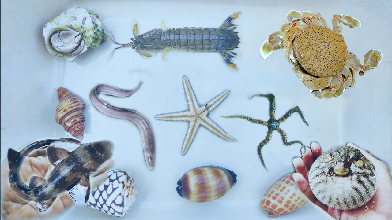 Seek and Find Starfish, Kelomang, Ikan Buntal, Belut, Keong, Siput ...