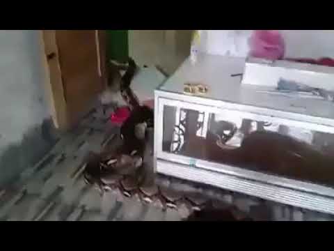 Ilanla oynayan uşaq..Sübhan Allah