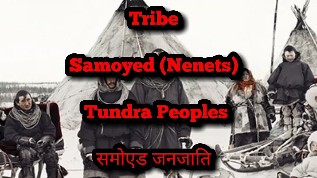 Samoyed (Nenets) Tribe समोएड - YouTube