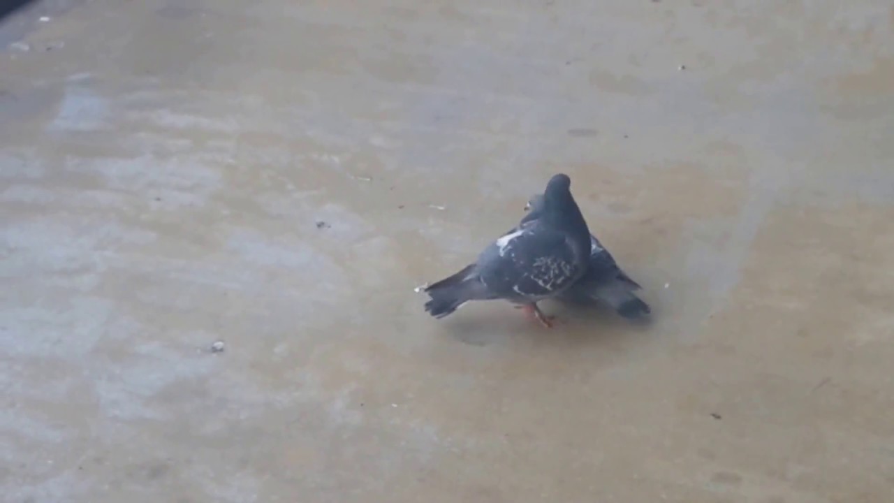 French pigeons - Romantic pigeons kiss in Paris before making love ...
