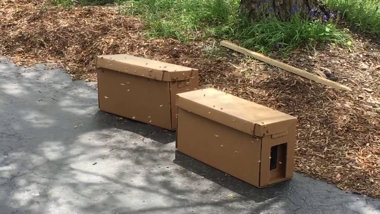 Nucleus Boxes - YouTube