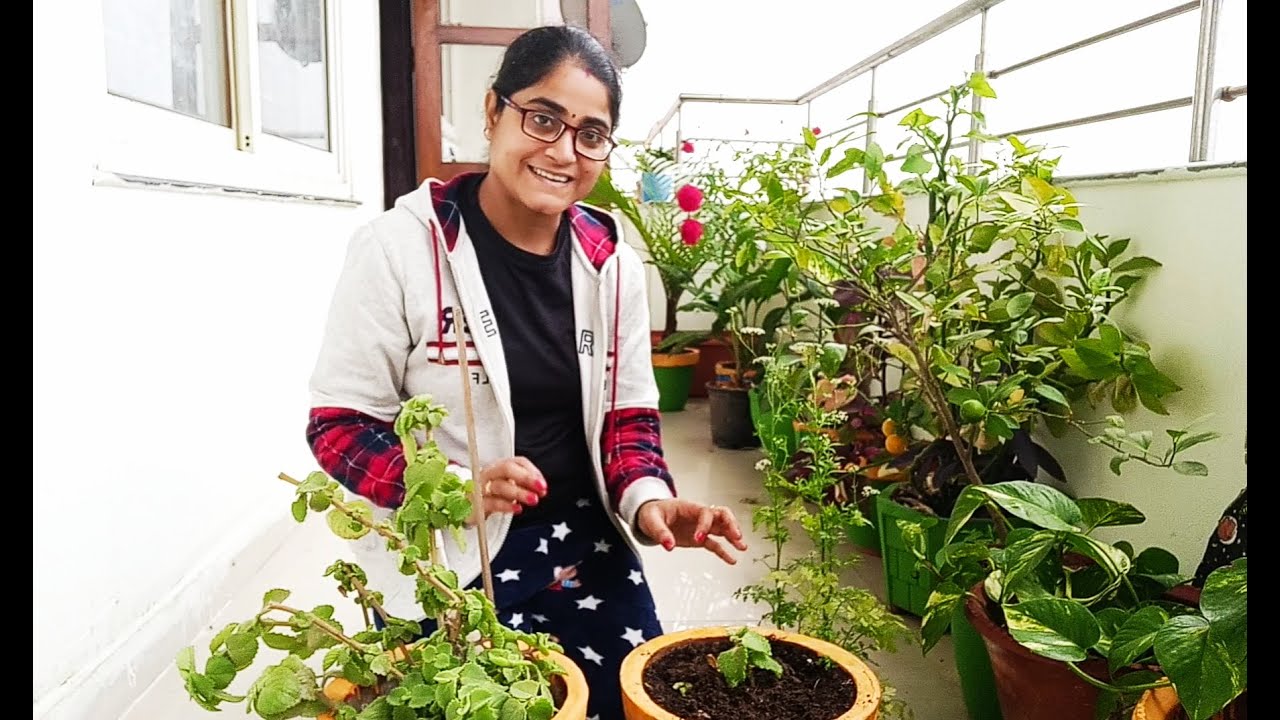 Benefits and propagation of Ajwain and Radhuni spice - YouTube
