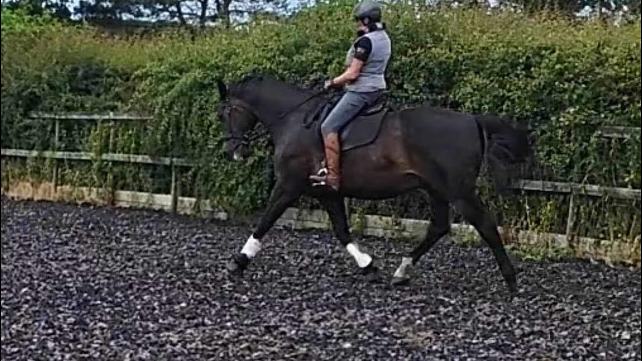 leg yielding and extended trot schooling on Monty the warmblood - YouTube