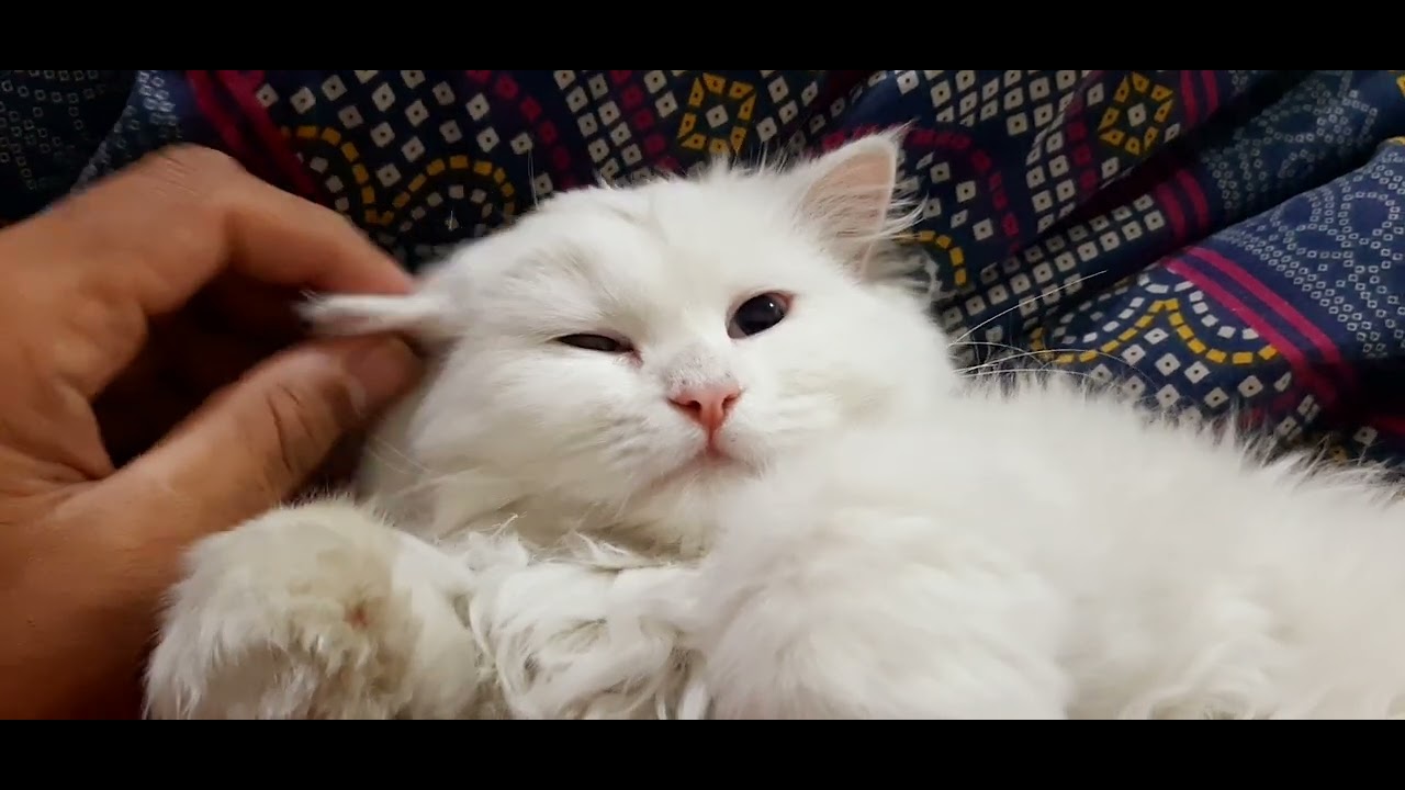 Our Caty Best Moments || Persian Cats || Persian Cat Price in Pakistan ...