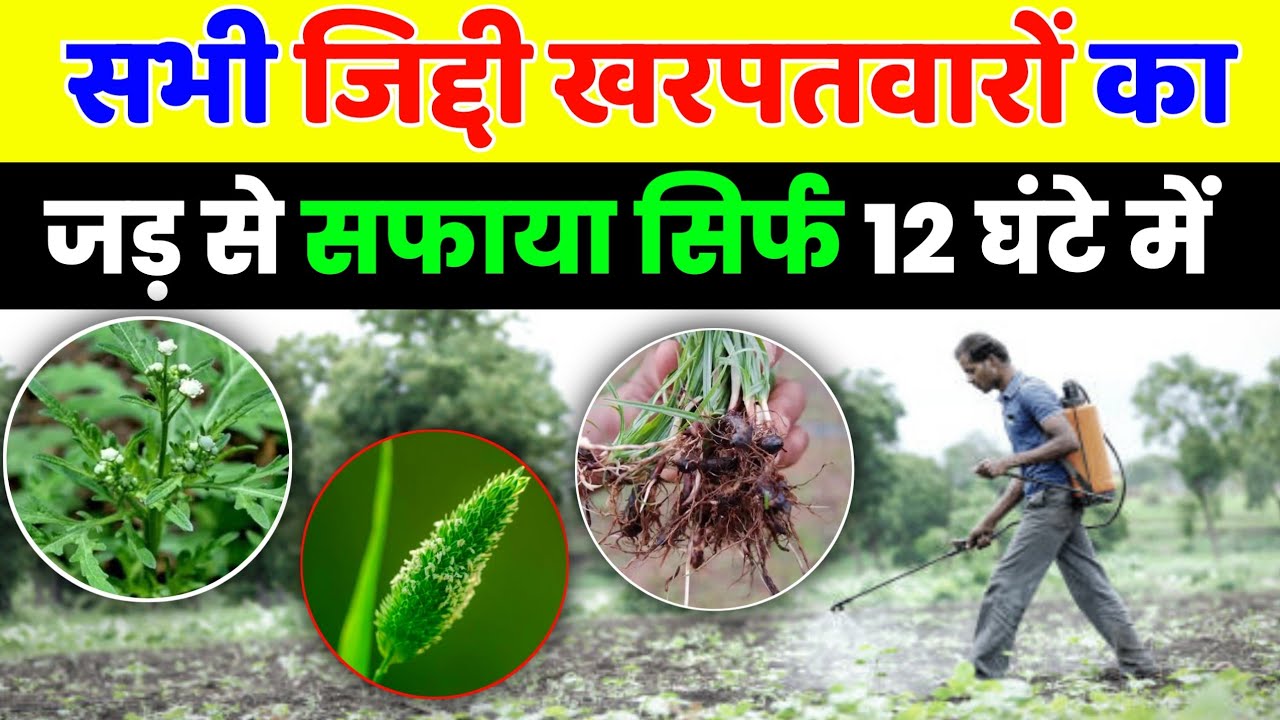 kharpatwar nashak dawa ka naam | motha ghas marne ki dawa | Doob ghas ...