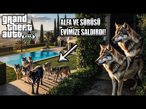 ALFA KURT USTURA AİLEMİZE SALDIRDI?! - KURDUN HAYATI