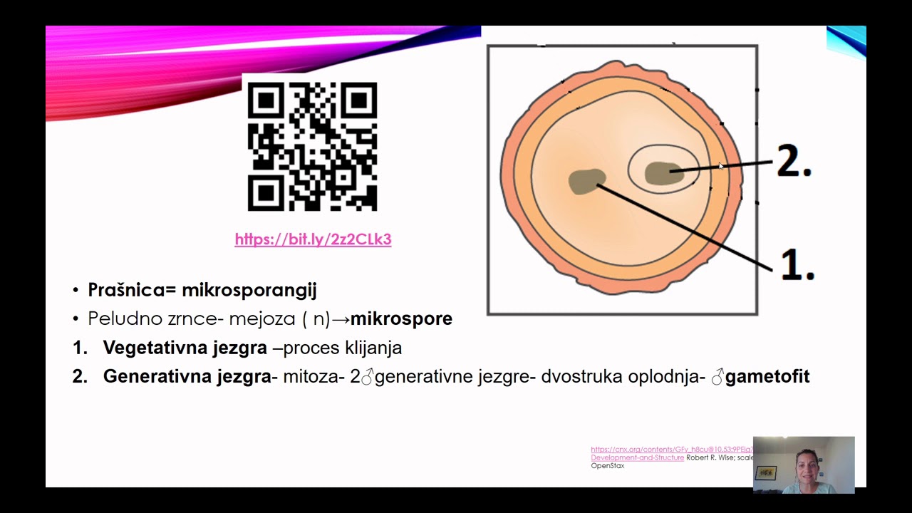 Rast i razvitak biljnog organizma - YouTube