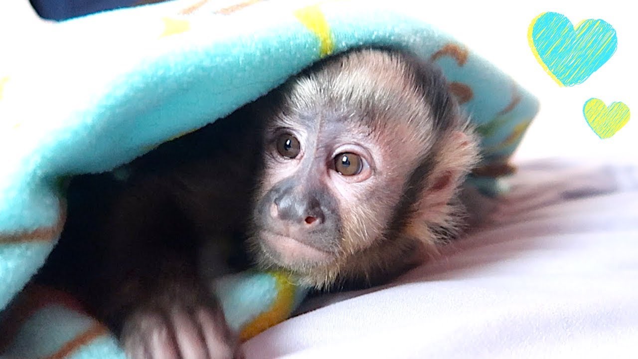 Monkey Brothers PlayTime! LIVE! - YouTube