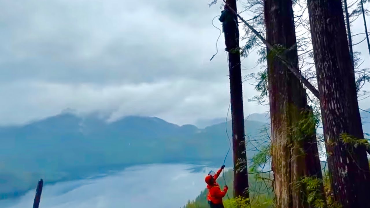 Fallers, Loggers and Hooktenders | How to set a tail hold and rig a ...