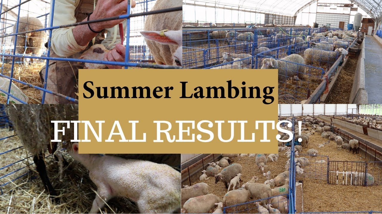 The Last Days of Summer Lambing 2019 (FINAL RESULTS): Vlog 150 - YouTube