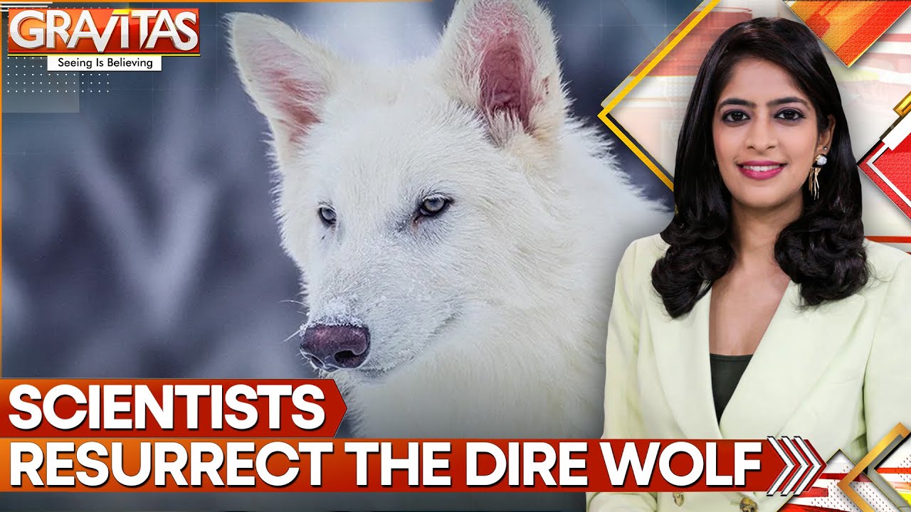 Back From The Dead: Dire Wolf Reborn In Radical Genetic Leap | GRAVITAS ...