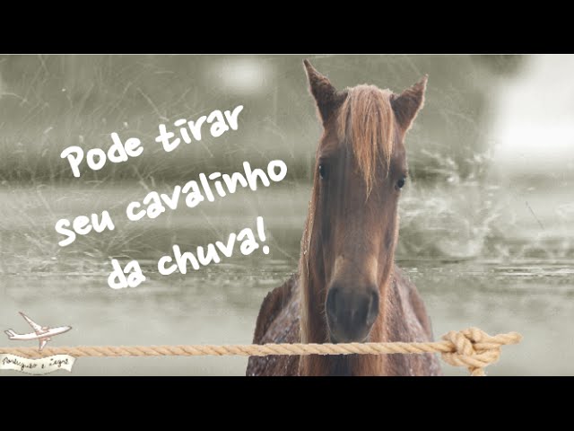 Memes Cavalinho Da Chuva Tecido Tricoline, Microfibra Ou Gabardine
