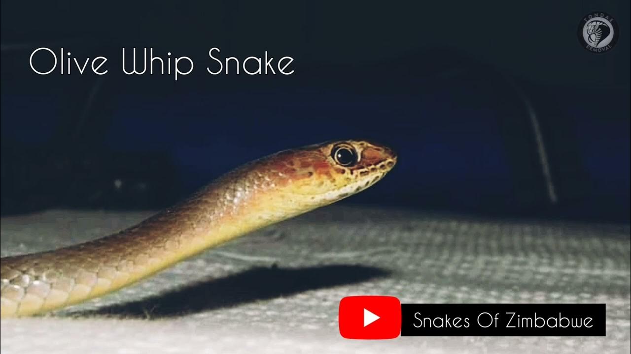 Some Snakes of Zimbabwe - YouTube