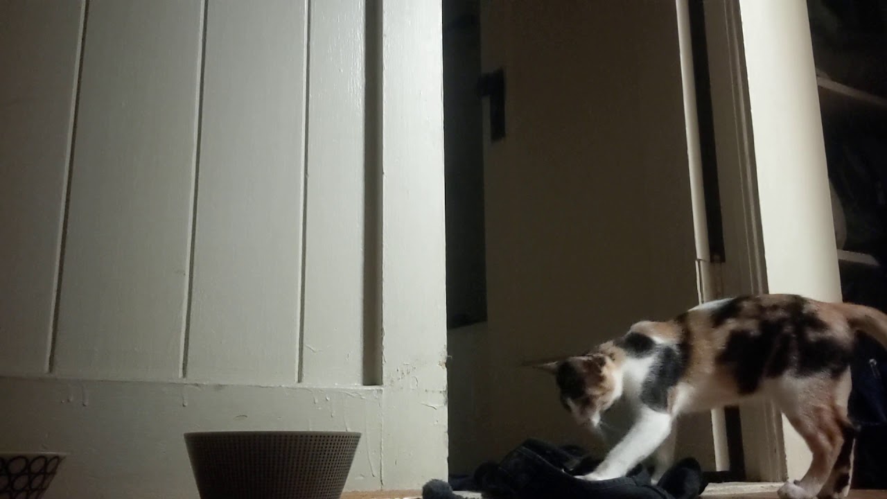 Mango is caught dunking her mouse - YouTube