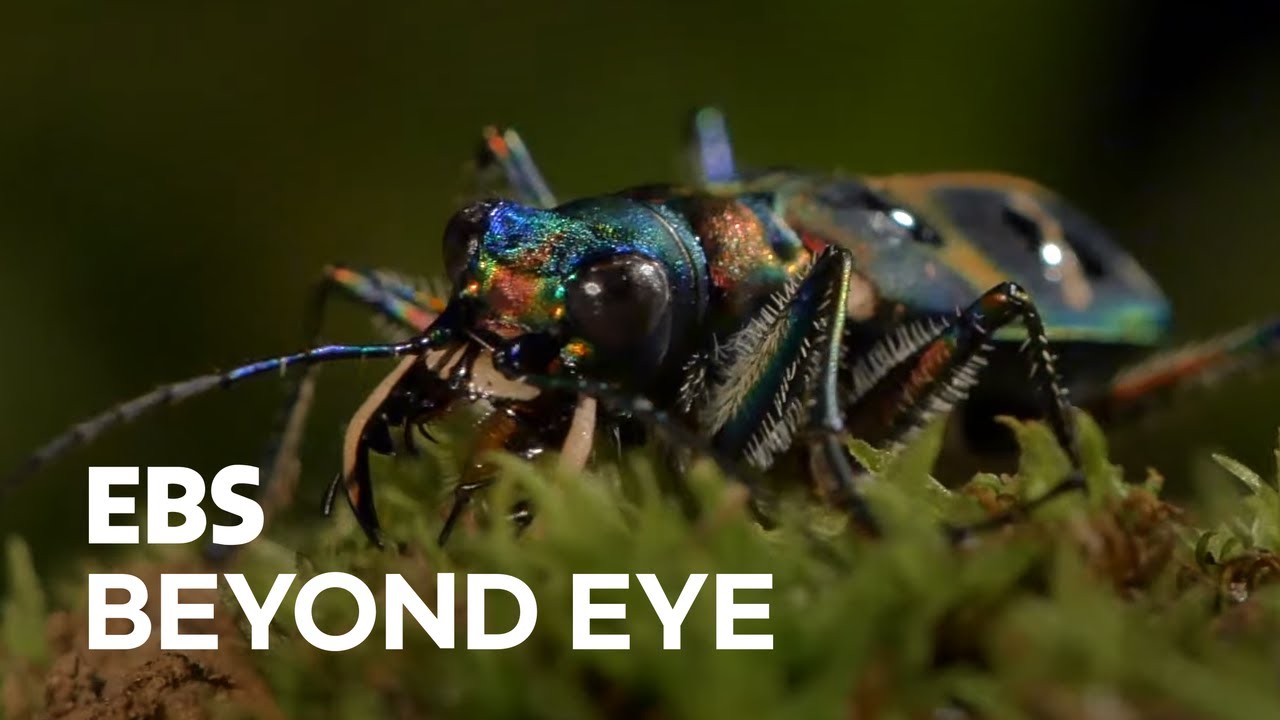 [MacroFilming] A Tiger Beetle in 360° View - YouTube