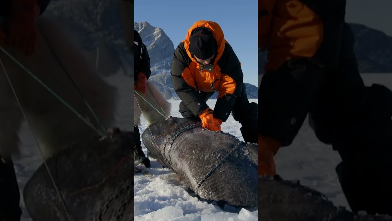 Catching A Ginormous Shark in Greenland | River Monsters | Animal ...