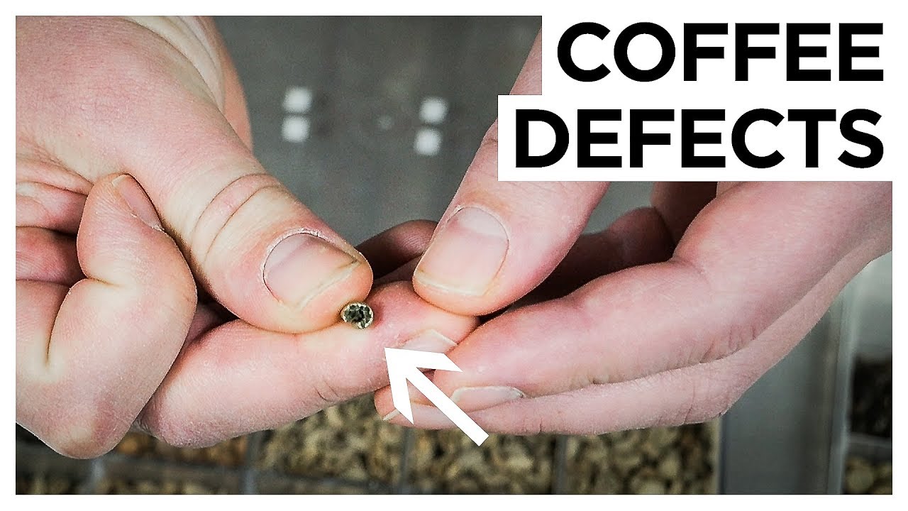 Coffee Defects Explained | European Coffee Trip x DRWakefield - YouTube