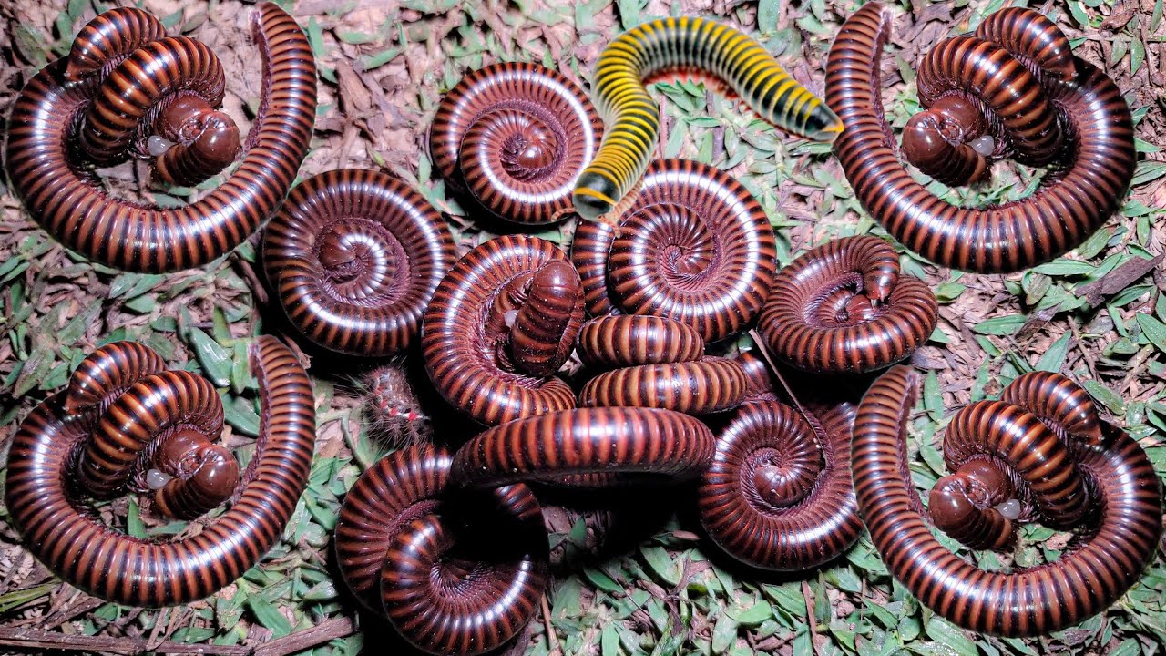 Looking Insects At Night Meet Sweet Millipede, Hair Worm, Frogs In The ...
