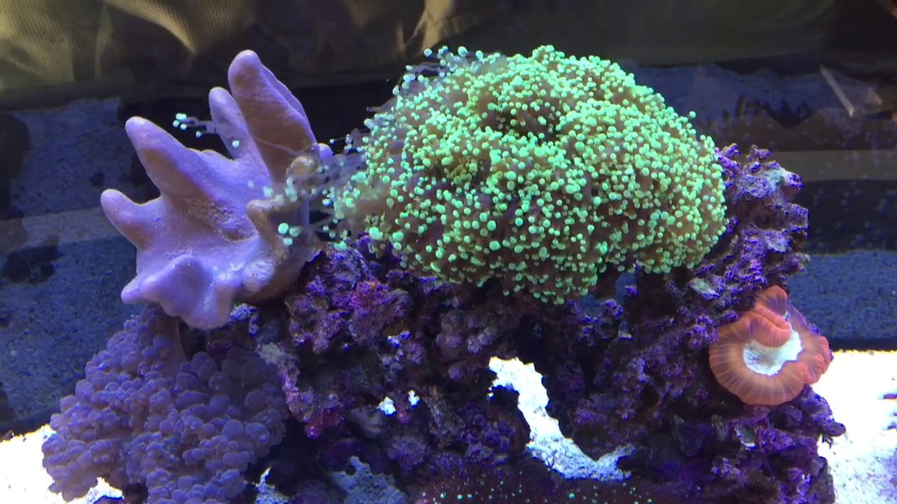 Keep an eye out for Coral aggression - YouTube