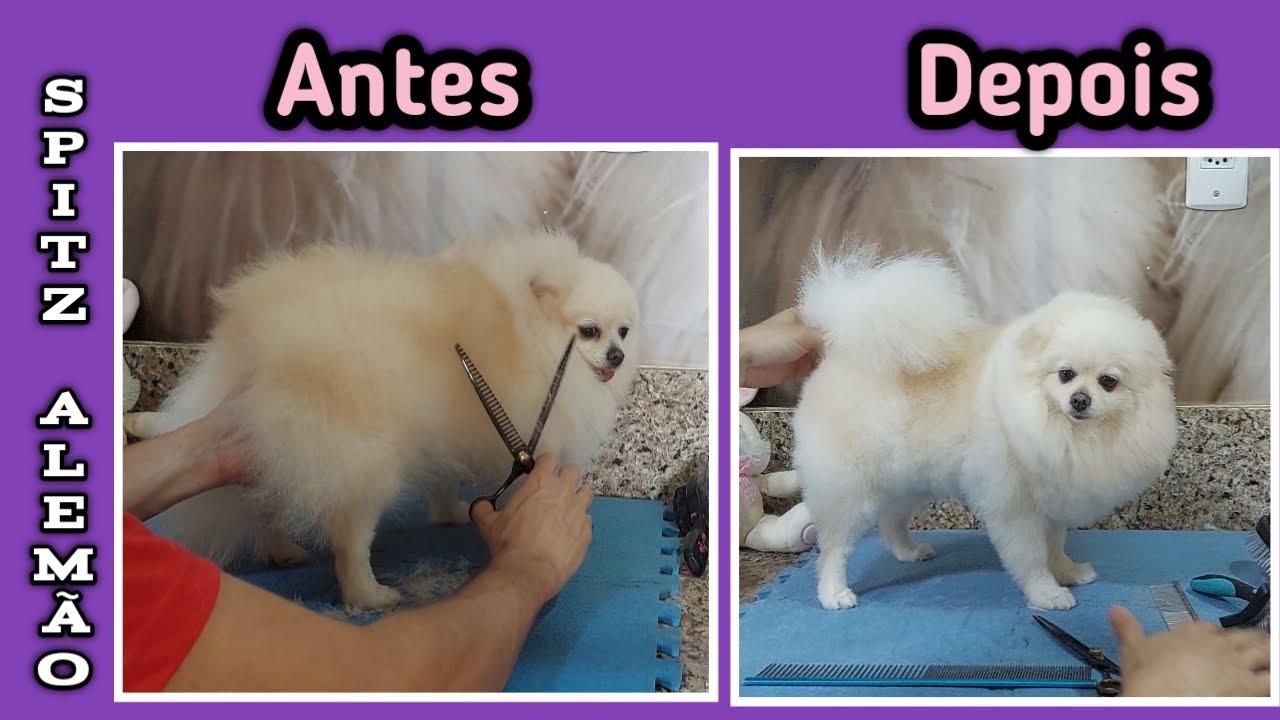 Corte De Cabelo Pomerania Antes E Depois Radar Valparaíso News