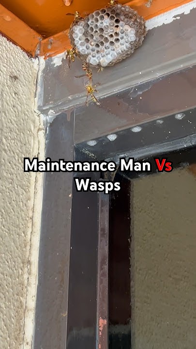 Man Vs Wasps - YouTube