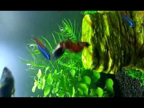 Fire tail cobra guppies in my 5 Gal tank - YouTube