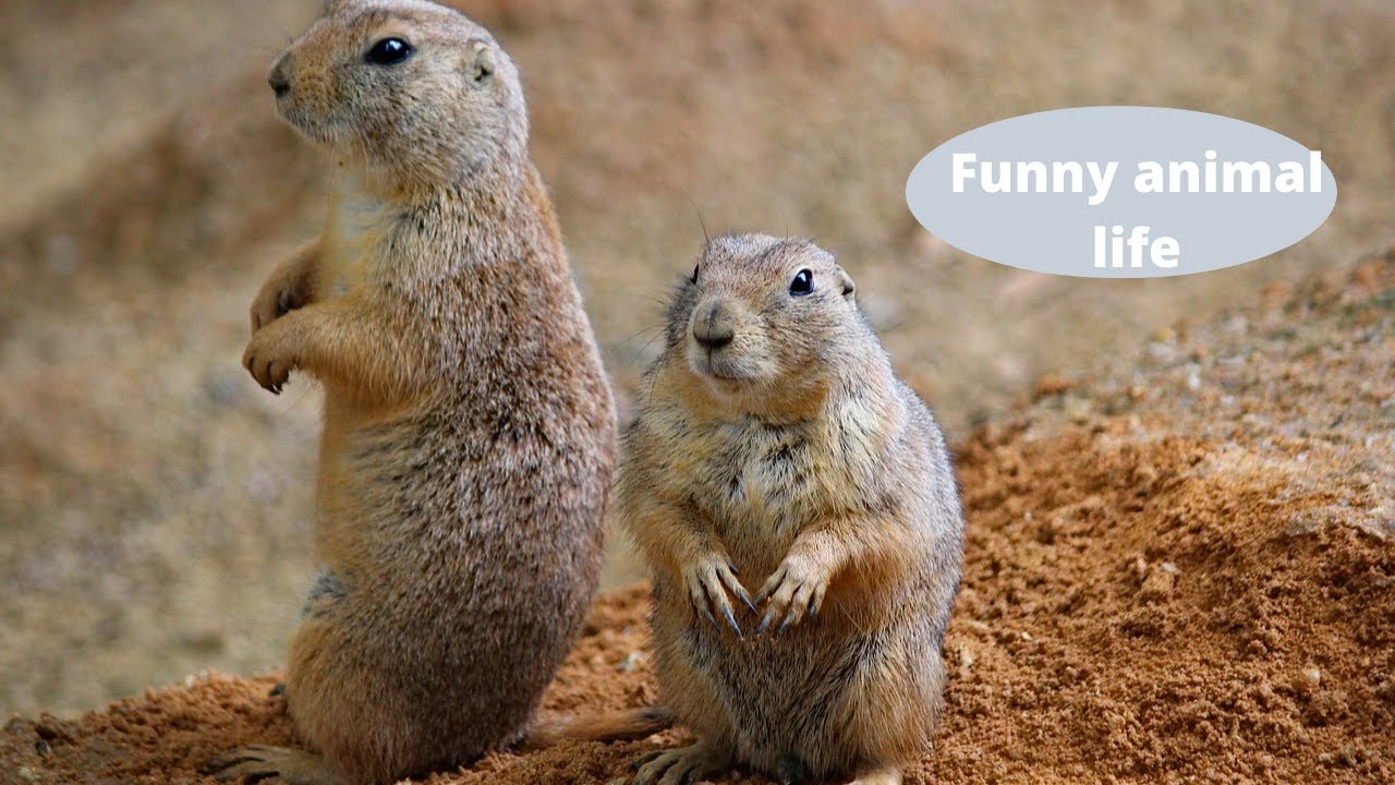 Funny animal life. - YouTube