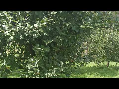 Poco M5s 4K 30fps zoom 2X video sample