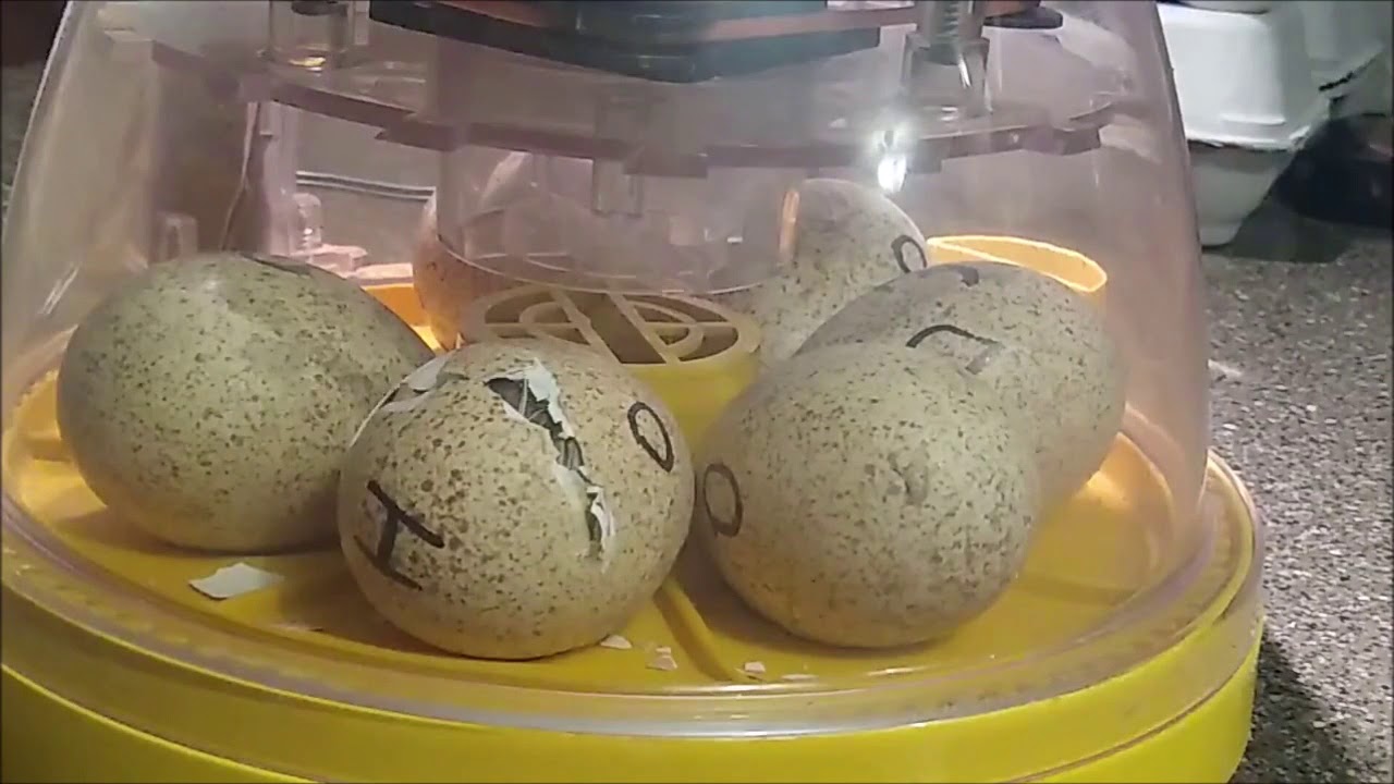 Hatching Turkey | Timelapse of a Turkey Hatching - YouTube