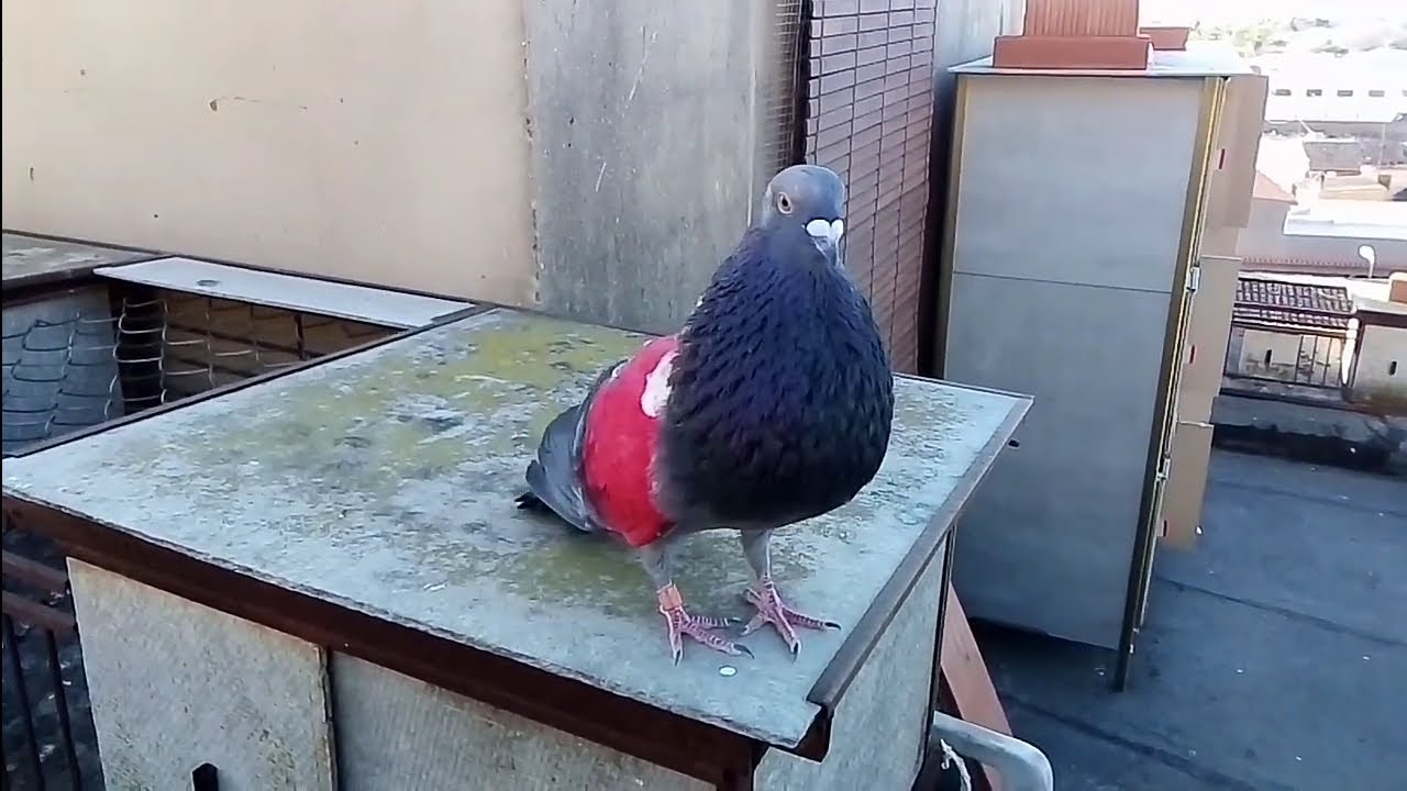 cuidado con el palomo receloso 🙄. cullera. Valencia. Pigeons de sport ...