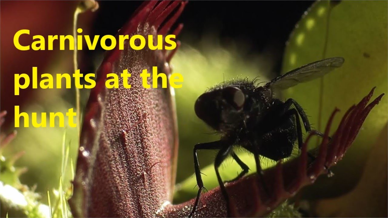When carnivorous plants hunt insects - YouTube