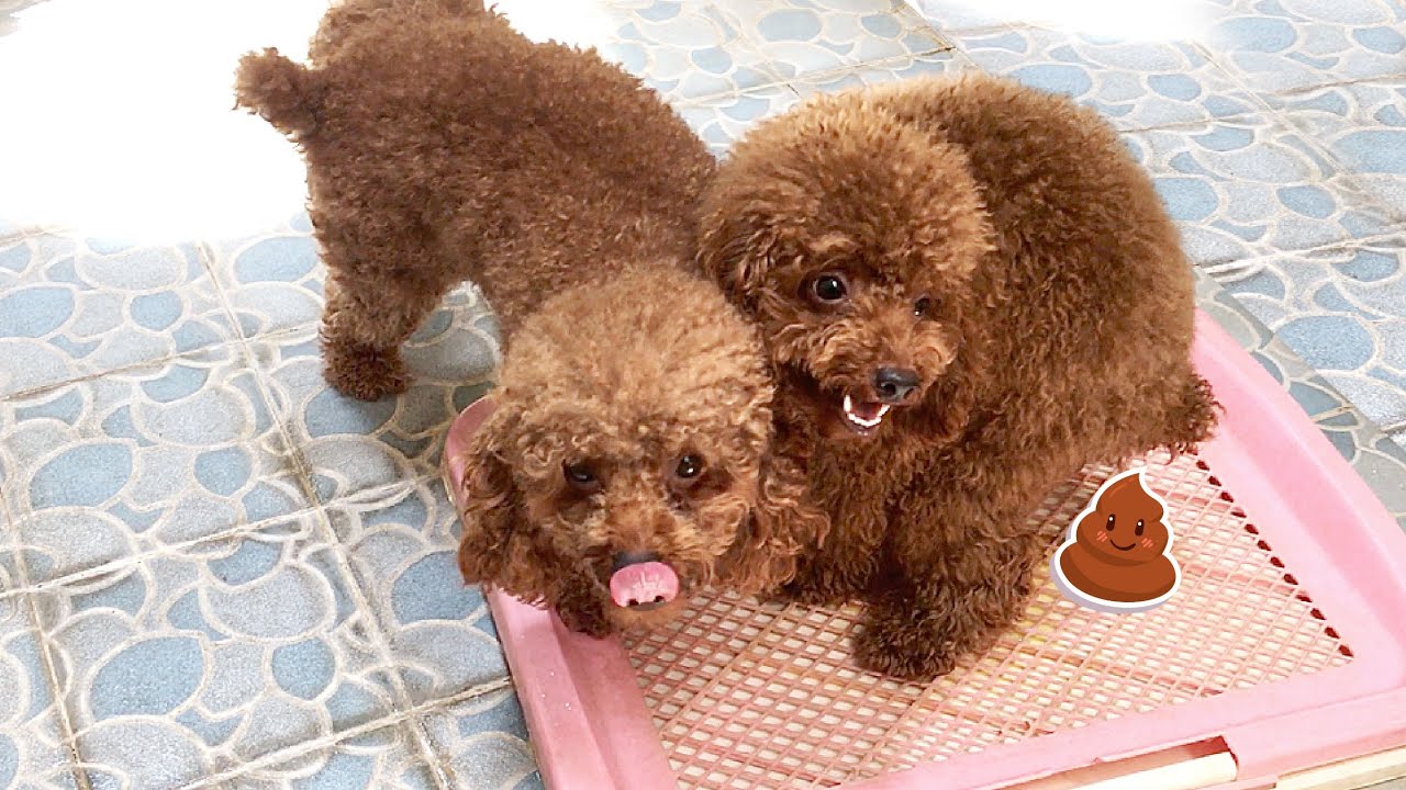 Cara melatih Anjing tidak pee pipis dan poop pup sembarangan - YouTube