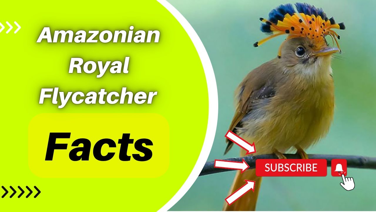 Amazonian Royal Flycatcher Adaptations