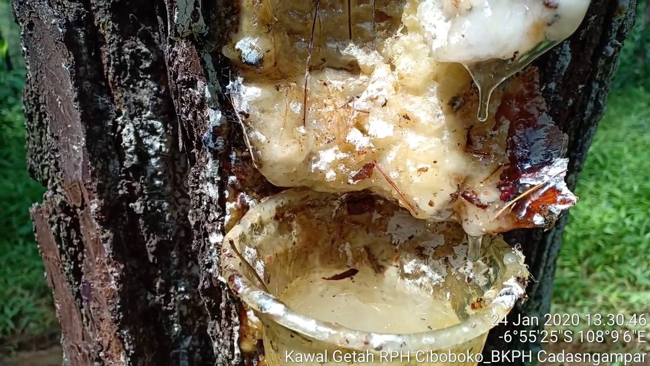 Getah Pinus Mutu Super Premium - YouTube