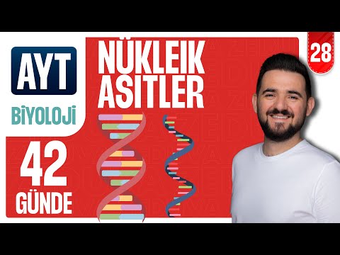 Nükleik Asitler, Replikasyon -Soru Çözümü | 42 GÜNDE AYRINTILI AYT BİYOLOJİ KAMPI 2026-2027 | 28.GÜN