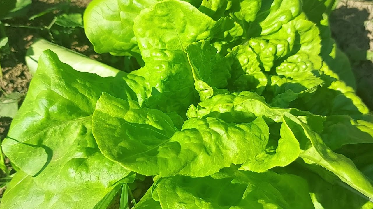 Langa ce semanam salata ? Ce NU plantam langa salata ! - YouTube