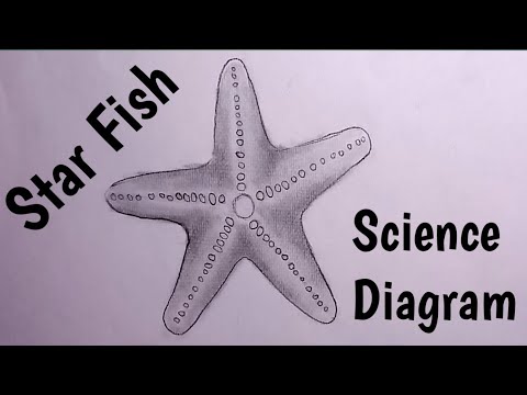 How to Draw Star Fish Diagram/Easy Star Fish Diagram - YouTube